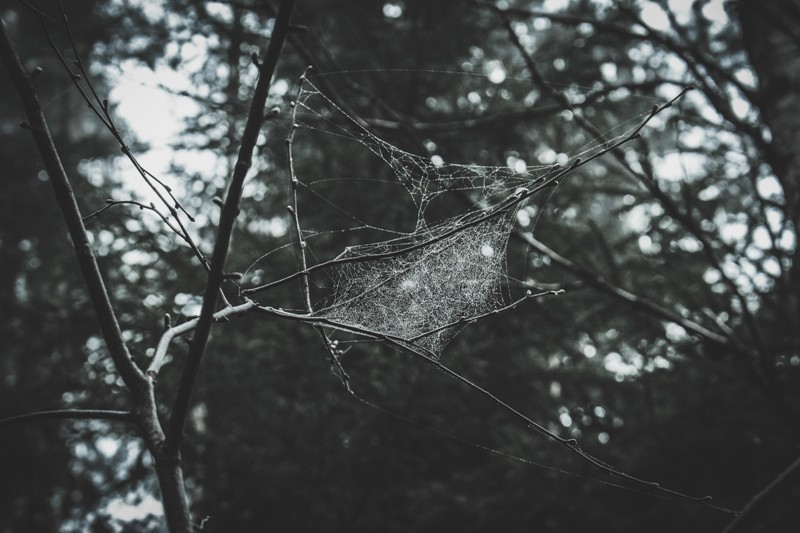 Thinking In The Dark : Cobwebs – Celebrating the strange and the ...