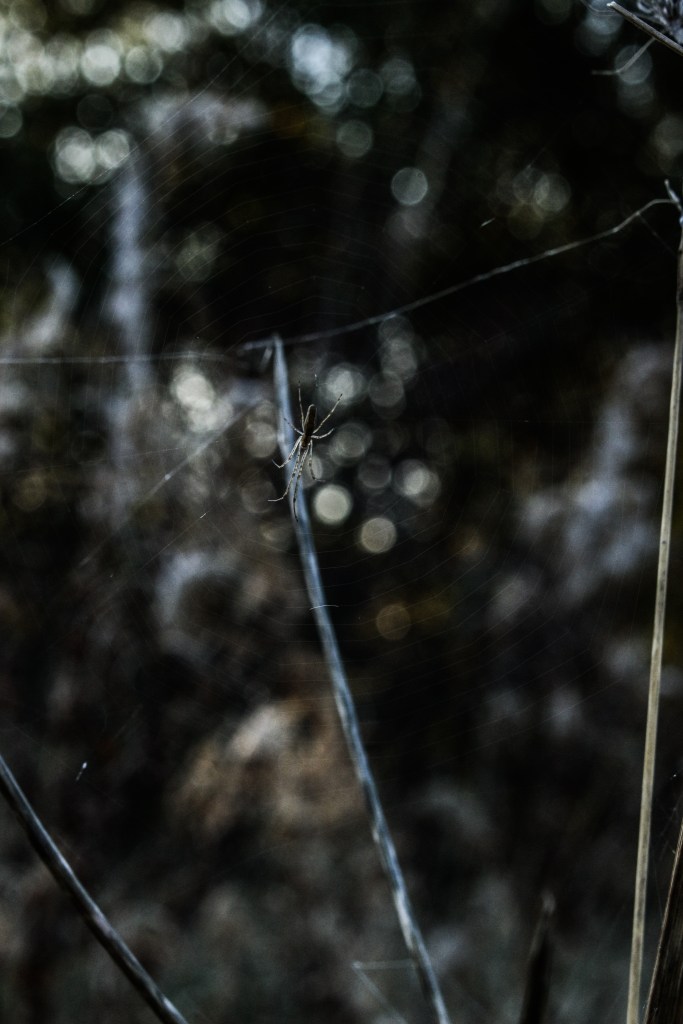 Thinking In The Dark : Cobwebs – Celebrating the strange and the ...