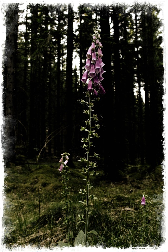 Thinking In The Dark : Foxgloves – Celebrating the strange and the ...